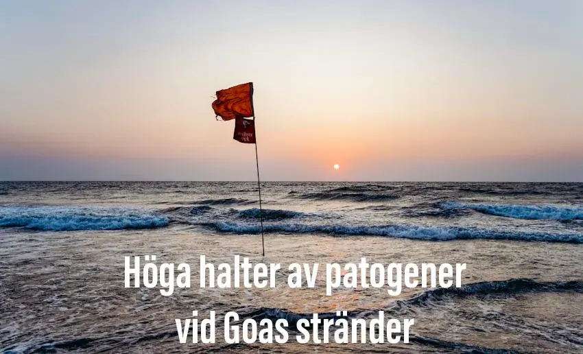 Goas stränder förorenade med sjukdomsframkallande patogener | Indien.nu ...